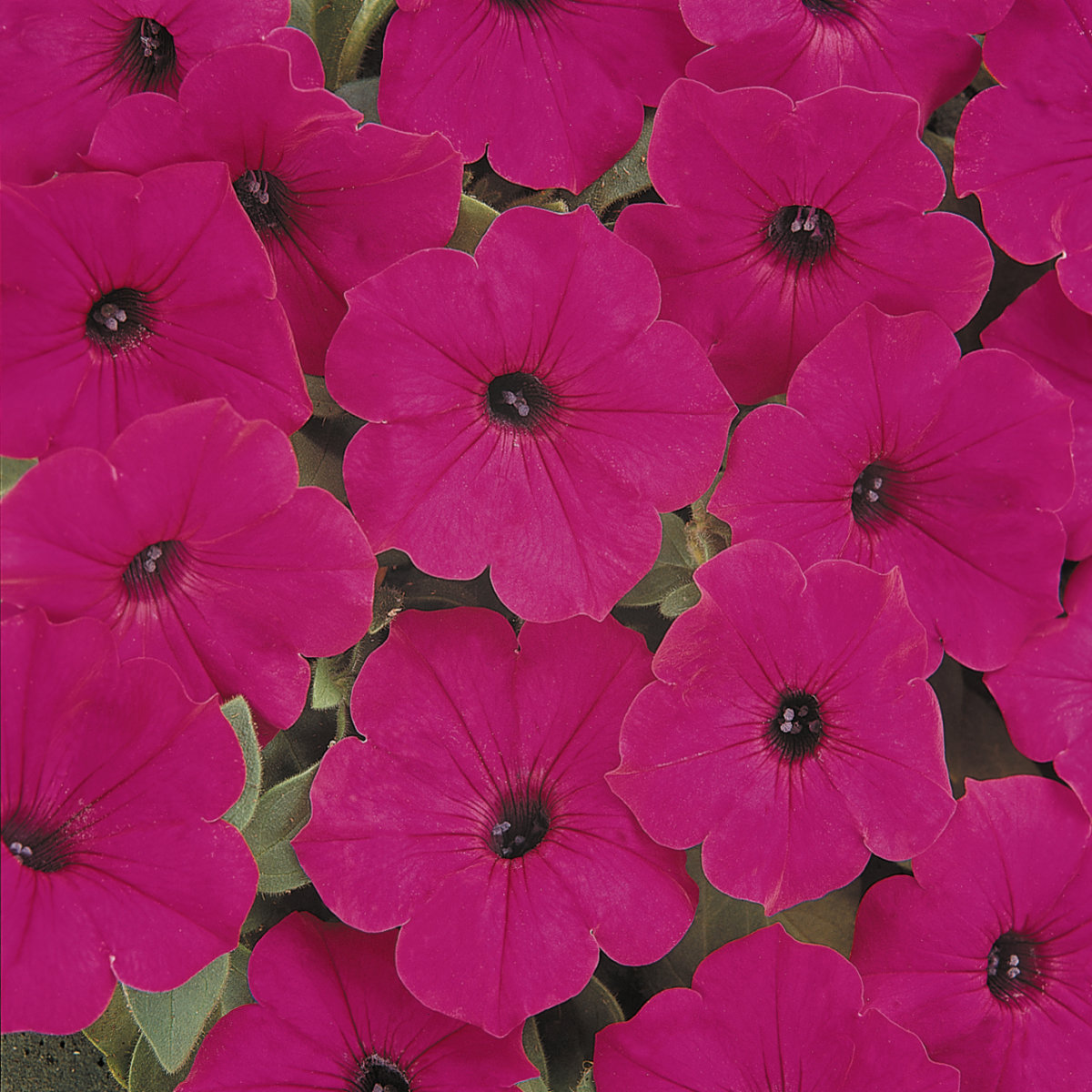 Petunia X Hybrida Tidal Wave Purple Spreading Petunia | SiteOne