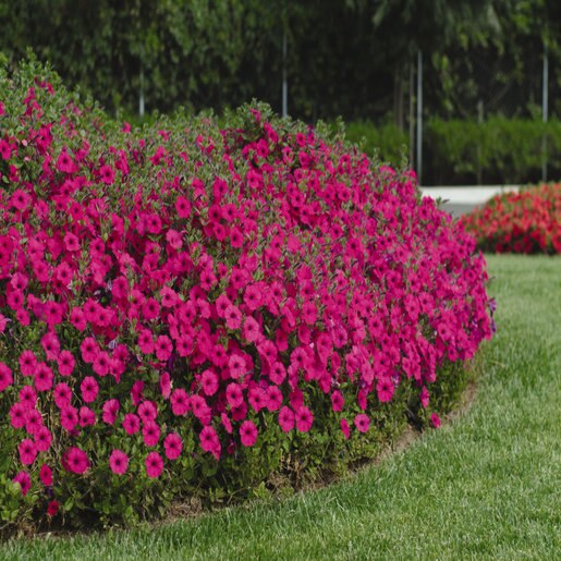 Petunia X Hybrida Tidal Wave Purple Spreading Petunia | SiteOne