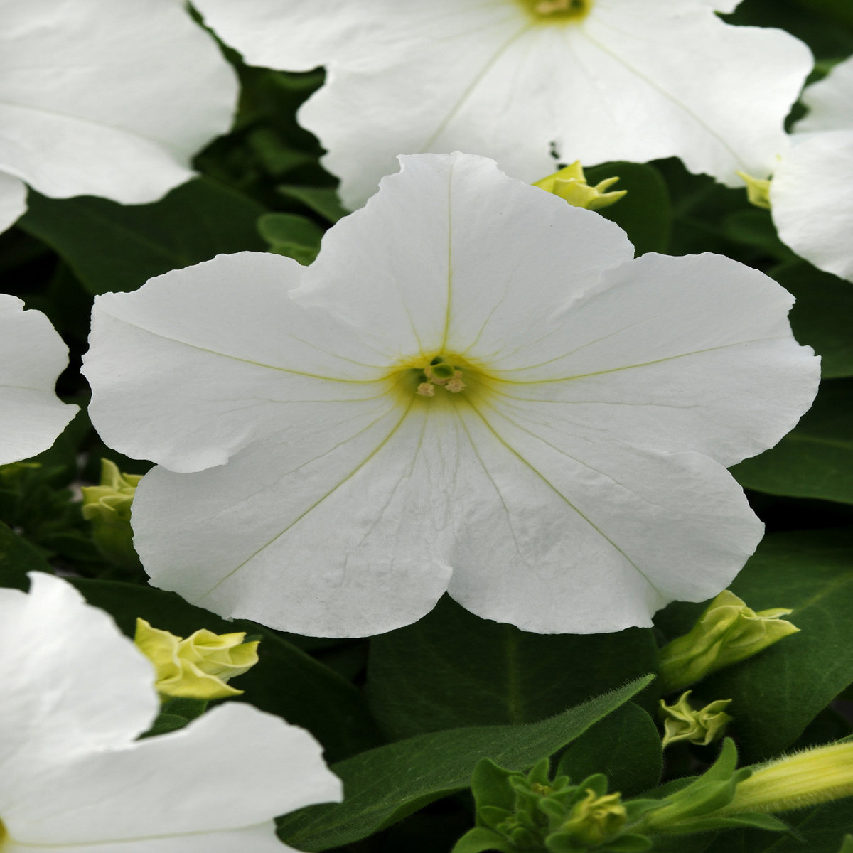 Petunia X Hybrida Pretty Grand White Petunia | SiteOne