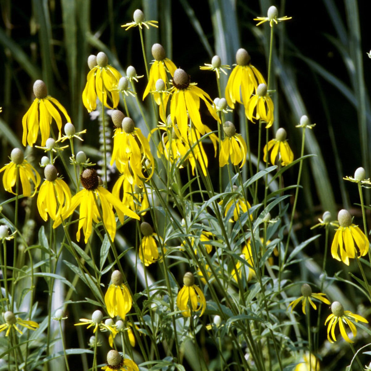 Ratibida Pinnata Praire Coneflower | SiteOne