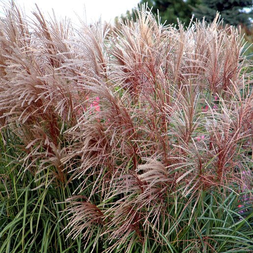 Miscanthus Sinensis Huron Sunrise Maiden Grass | SiteOne