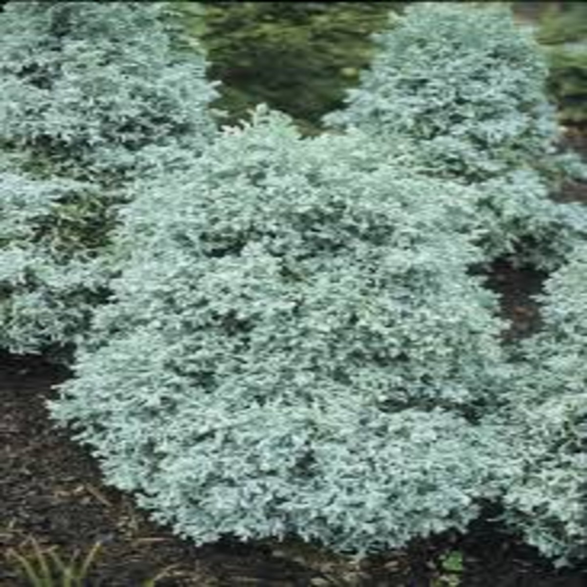 Chamaecyparis Pisifera Curly Tops Sawara Cypress | SiteOne