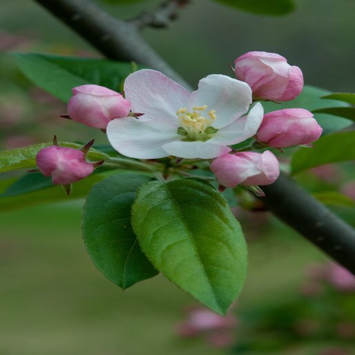 Malus Coronaria Sweet Crabapple | SiteOne