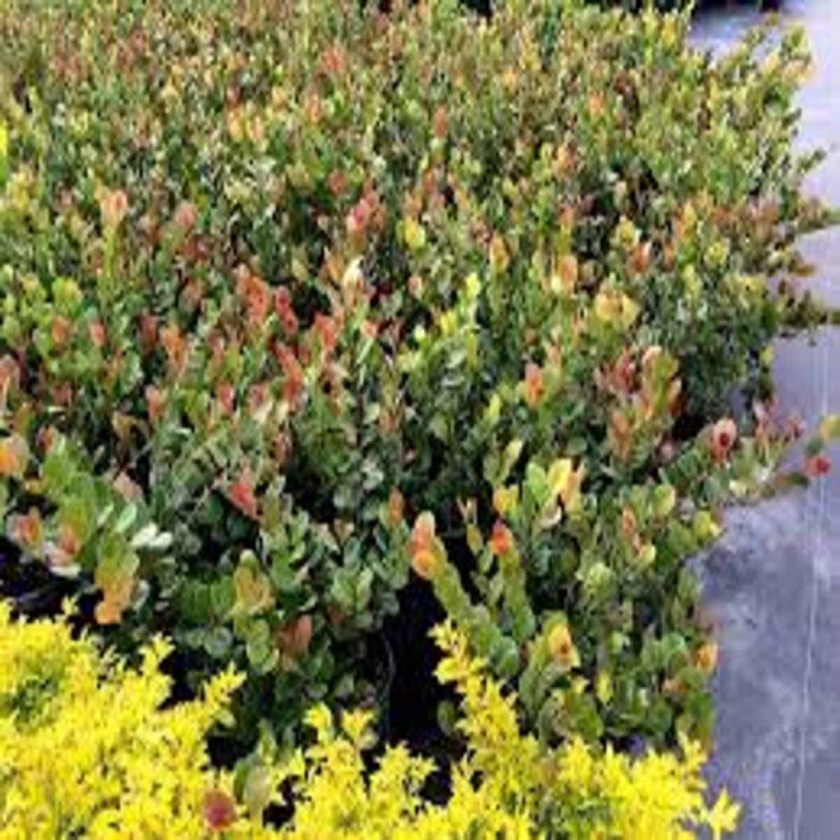 Chrysobalanus Icaco Red Tip Cocoplum | SiteOne