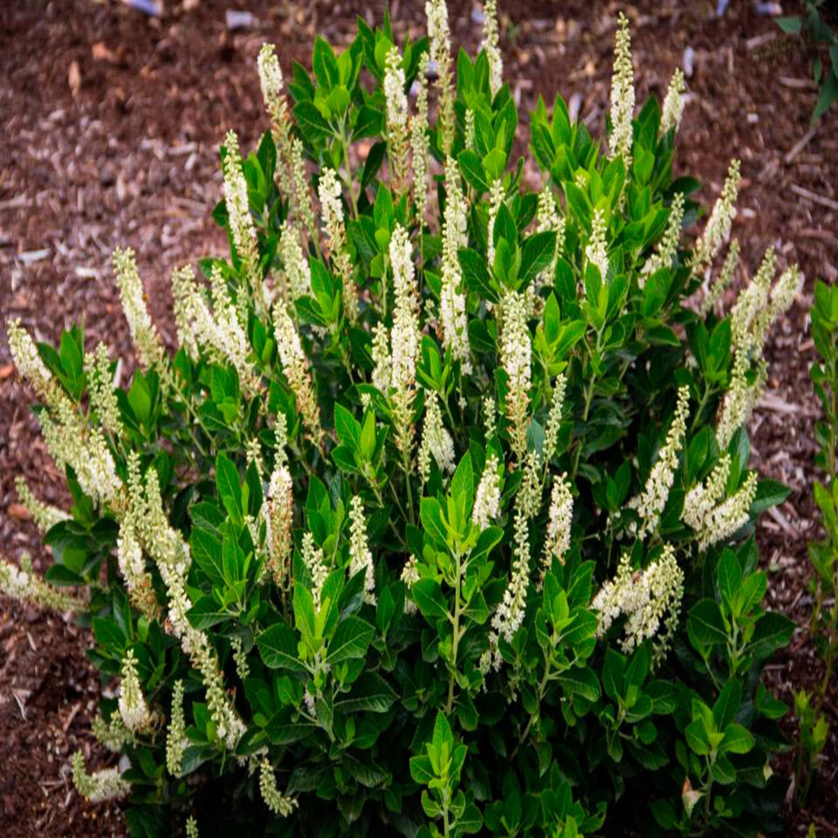 Clethra Alnifolia Sixteen Candles Summersweet | SiteOne