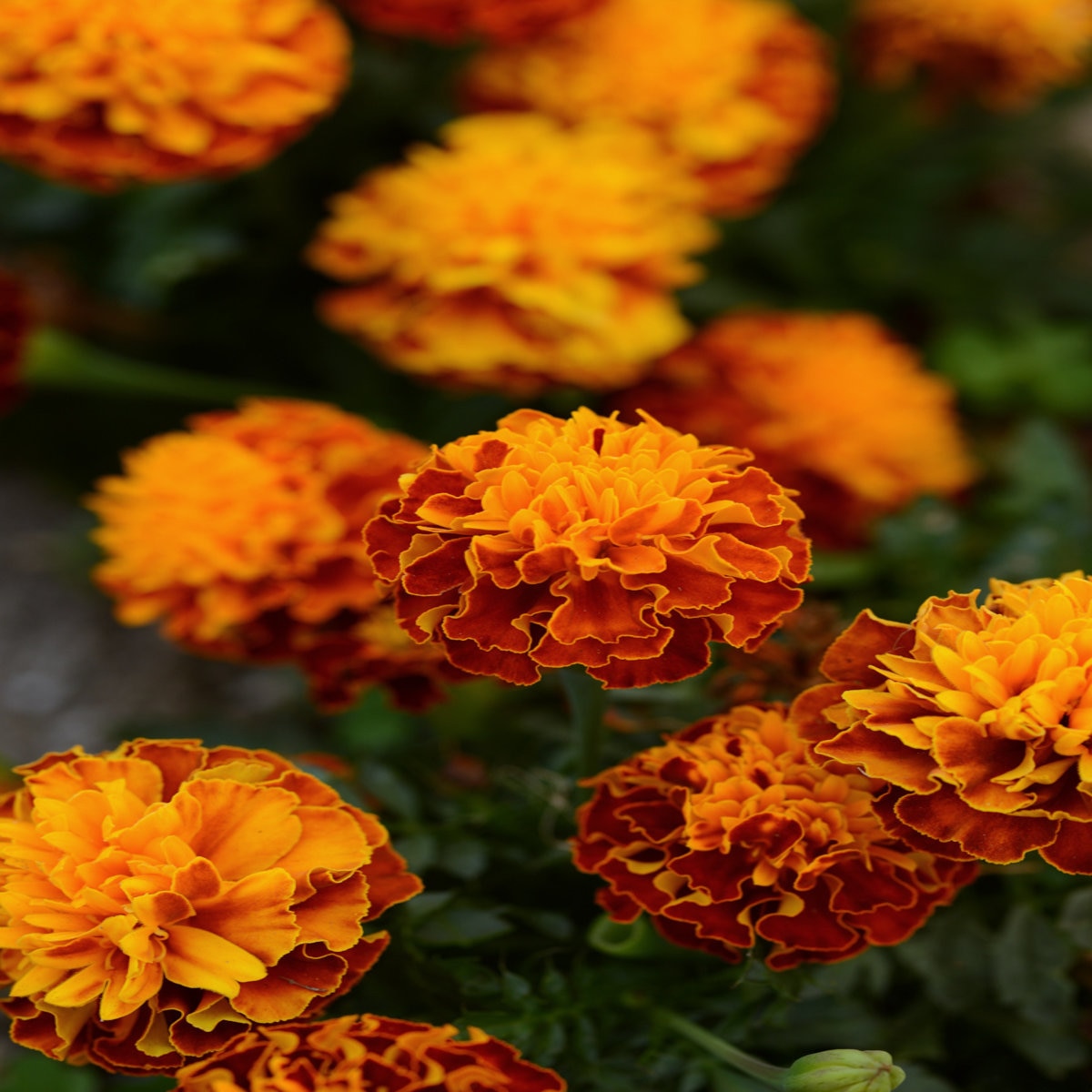 Tagetes Patula Hot Pak Harmony French Marigold | SiteOne