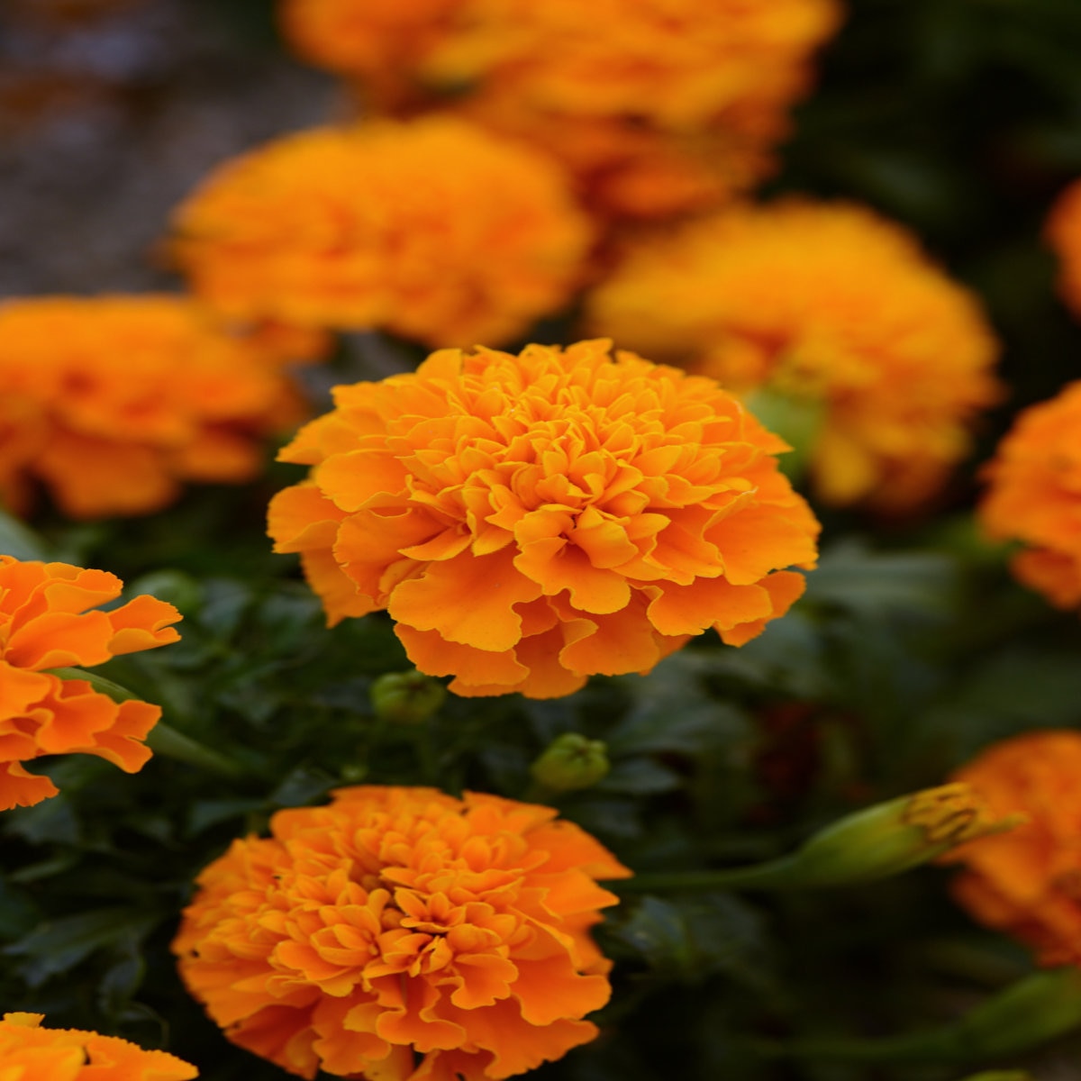 Tagetes Patula Hot Pak Orange French Marigold | SiteOne