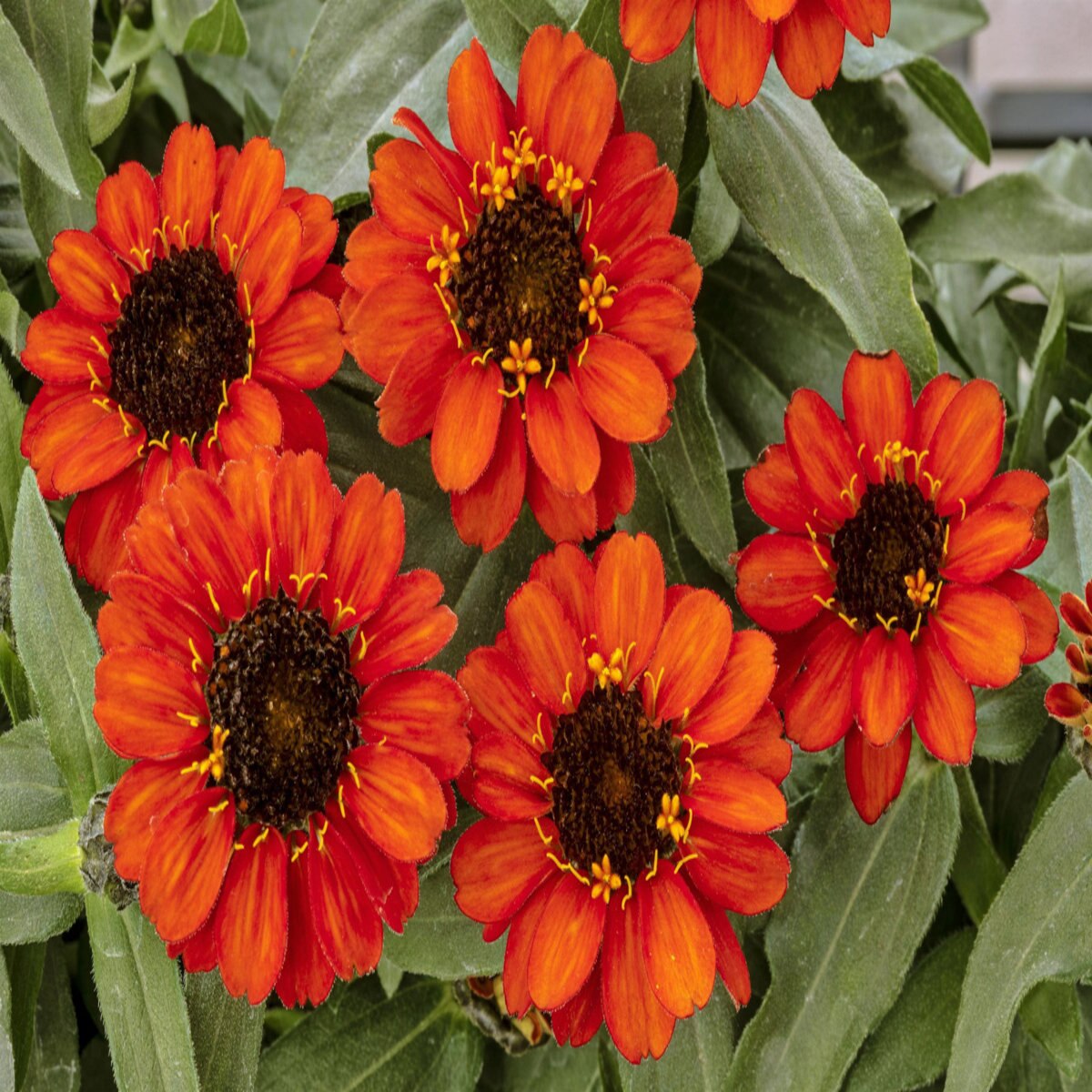 Zinnia X Hybrida Profusion Fire Zinnia | SiteOne