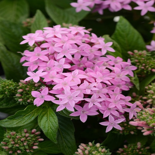 Pentas Lanceolata Lucky Star Lavender Egyptian Starclus | SiteOne