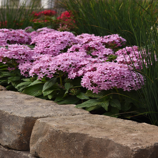 Pentas Lanceolata Lucky Star Lavender Egyptian Starclus | SiteOne