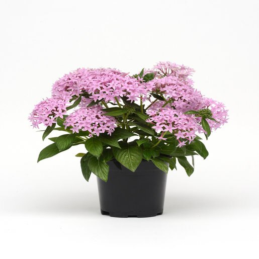 Pentas Lanceolata Lucky Star Lavender Egyptian Starclus | SiteOne