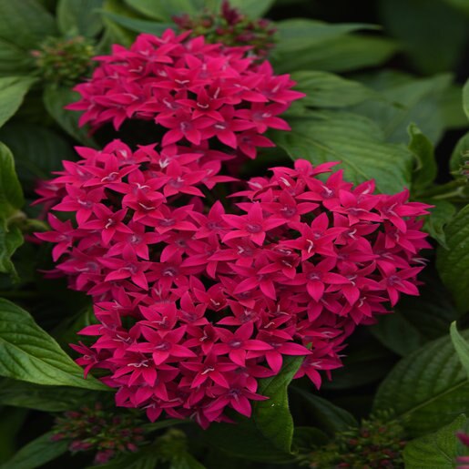 Pentas Lanceolata Lucky Star Lipstick Egyptian Starclus | SiteOne