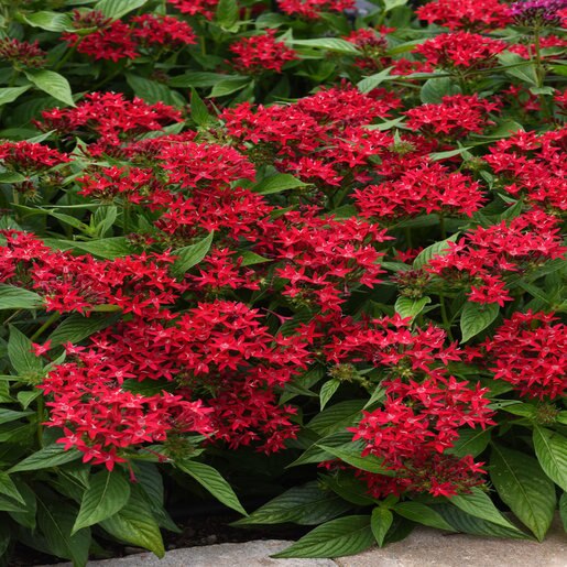 Pentas Lanceolata Lucky Star Lipstick Egyptian Starclus | SiteOne