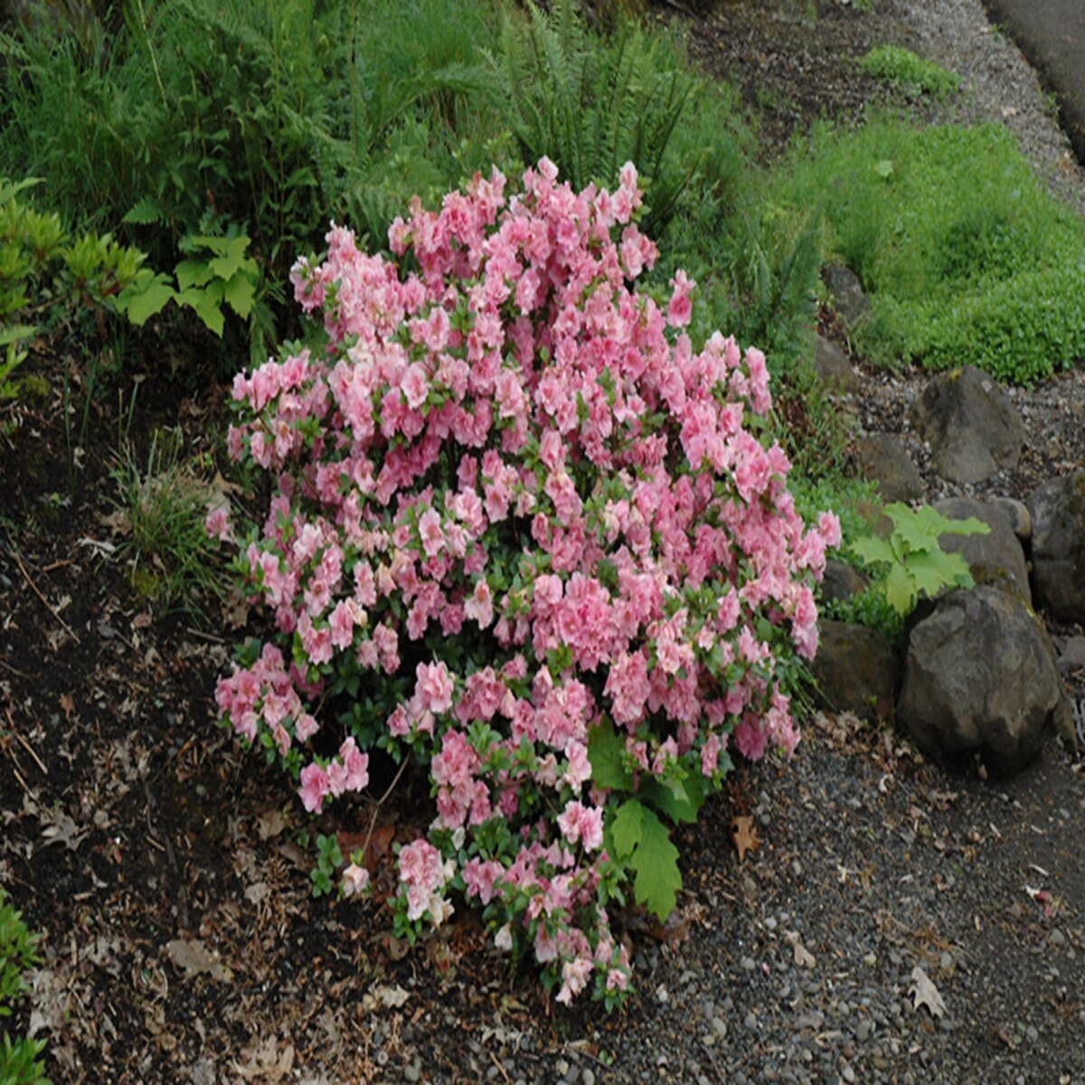 Rhododendron X Gumpo Pink Satsuki Azalea | SiteOne