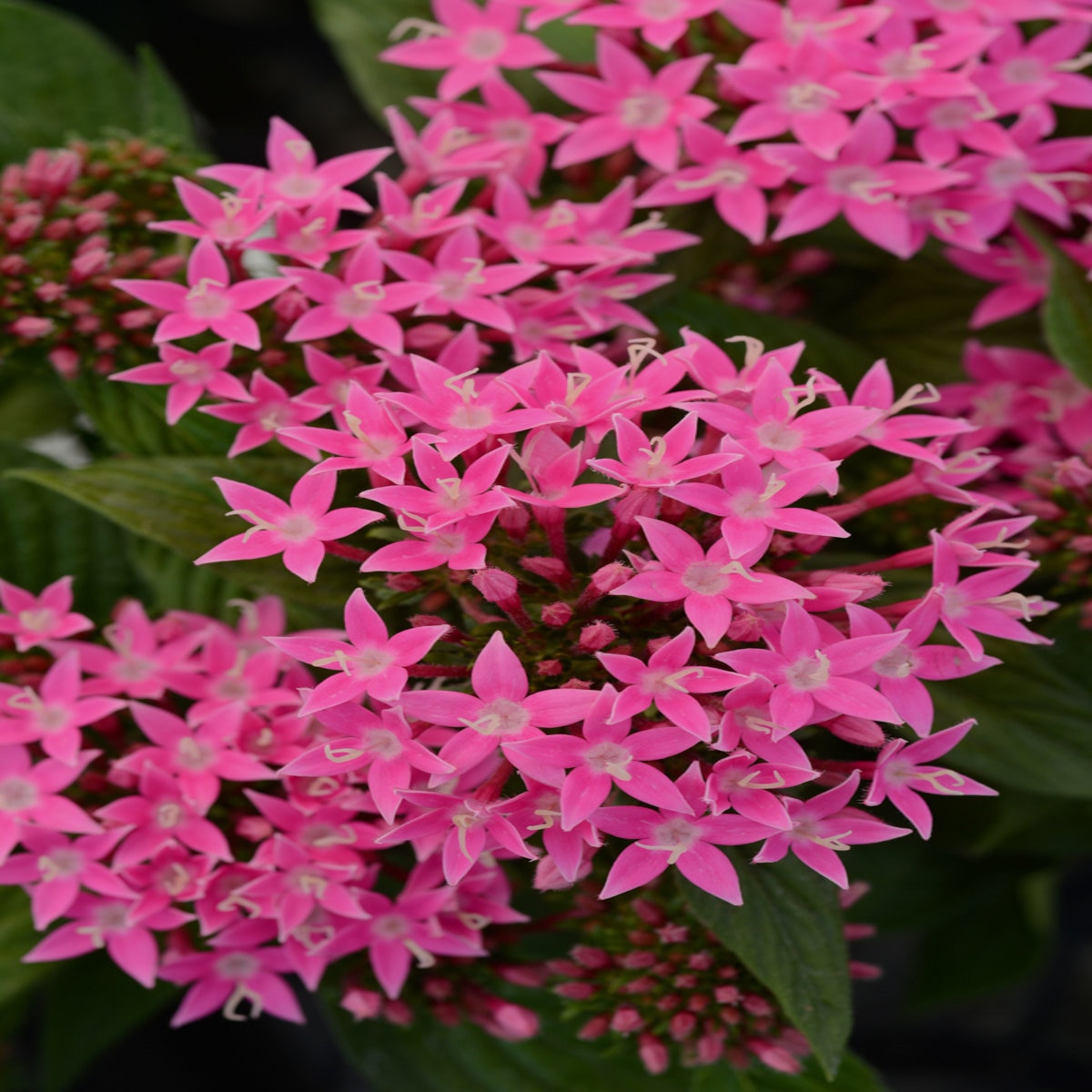 Pentas Lanceolata Lucky Star Pink Egyptian Starcluster | SiteOne