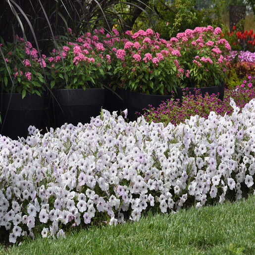 Pentas Lanceolata Lucky Star Pink Egyptian Starcluster | SiteOne