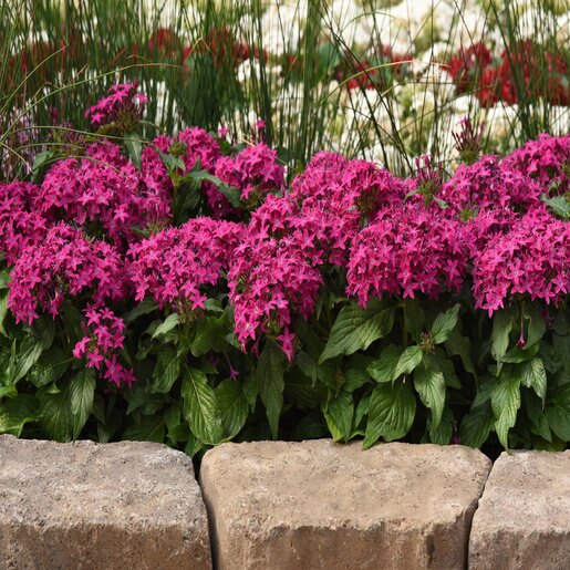 Pentas Lanceolata Lucky Star Violet Egyptian Starcluste | SiteOne