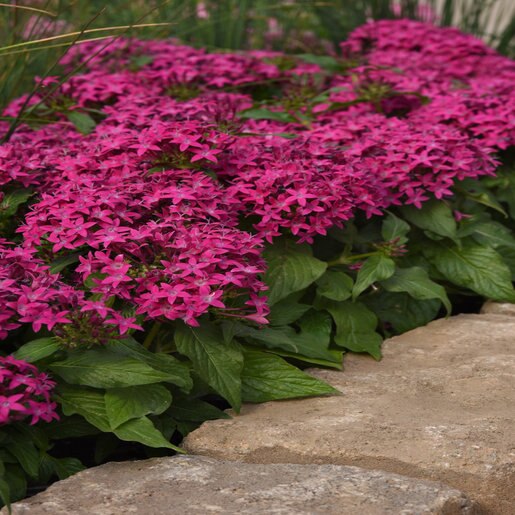 Pentas Lanceolata Lucky Star Violet Egyptian Starcluste | SiteOne