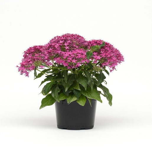 Pentas Lanceolata Lucky Star Violet Egyptian Starcluste | SiteOne