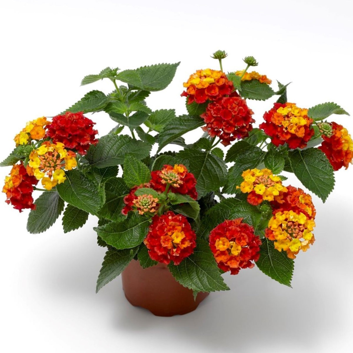 Lantana Camara Bandana Mango Lantana | SiteOne