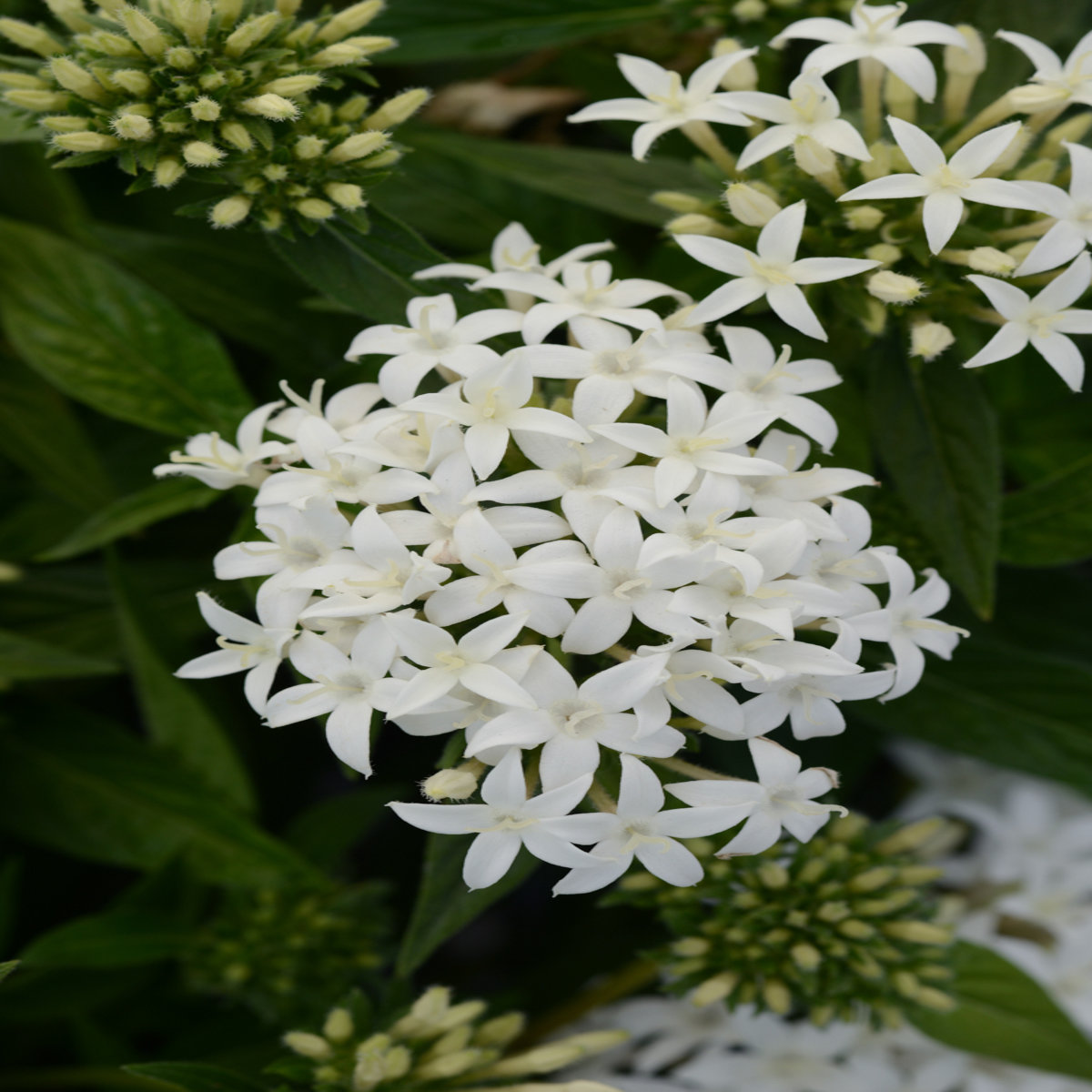 Pentas Lanceolata Lucky Star White Egyptian Starcluster | SiteOne
