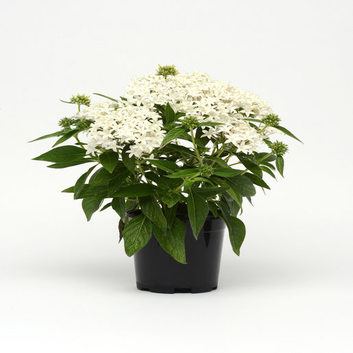 Pentas Lanceolata Lucky Star White Egyptian Starcluster | SiteOne