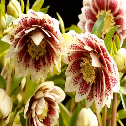 Helleborus X Hybridus North Star Ruby Heart Lenten Rose | SiteOne