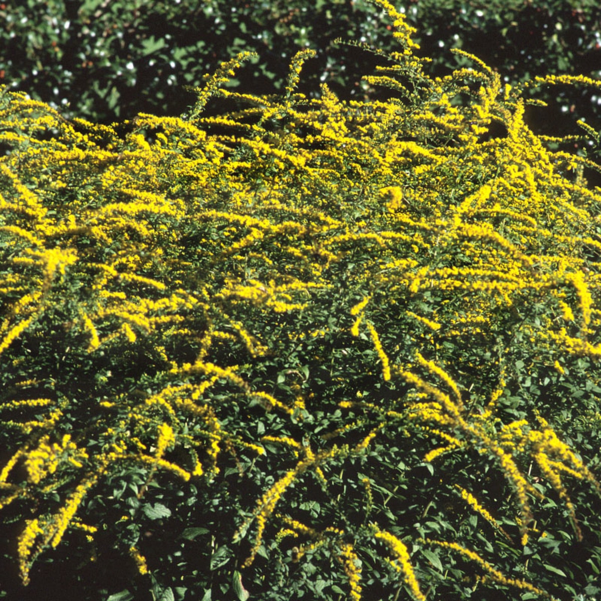 Solidago Rugosa Fireworks Goldenrod | SiteOne