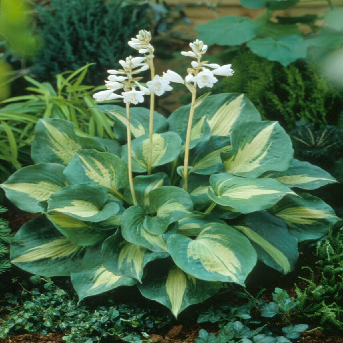 Hosta X Thunderbolt Plantain Lily | SiteOne