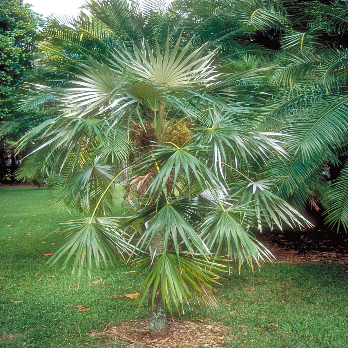Coccothrinax Argentata Florida Silver Palm | SiteOne