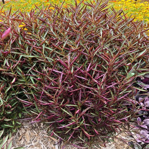 Alternanthera Dentata Burgundy Threadleaf Josephs Coat | SiteOne