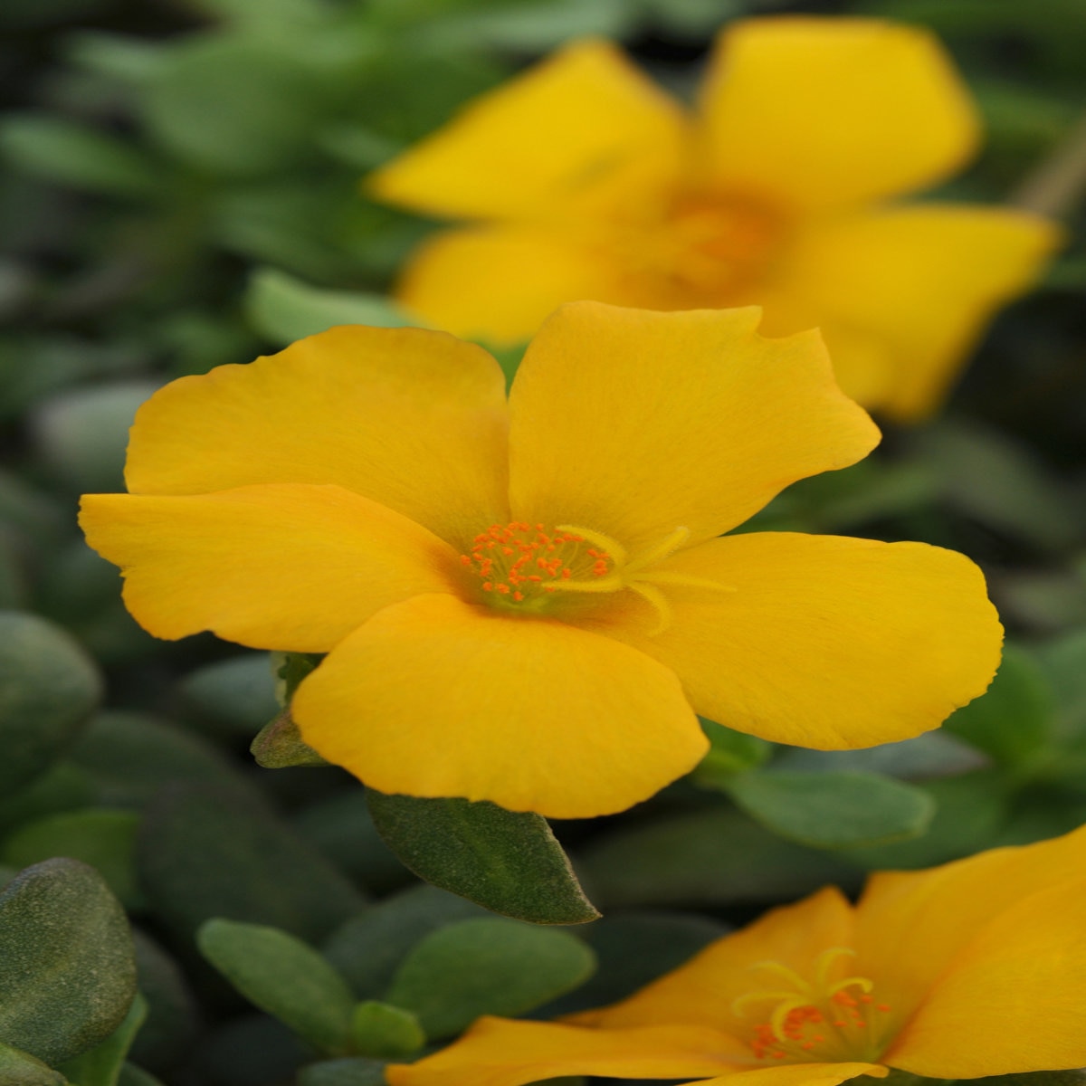 Portulaca Oleracea RioGrande Yellow Purslane | SiteOne