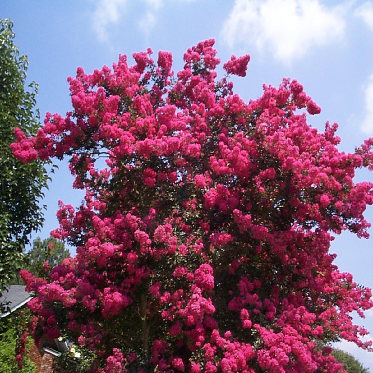 Lagerstroemia Indica Watermelon Red Crape Myrtle | SiteOne