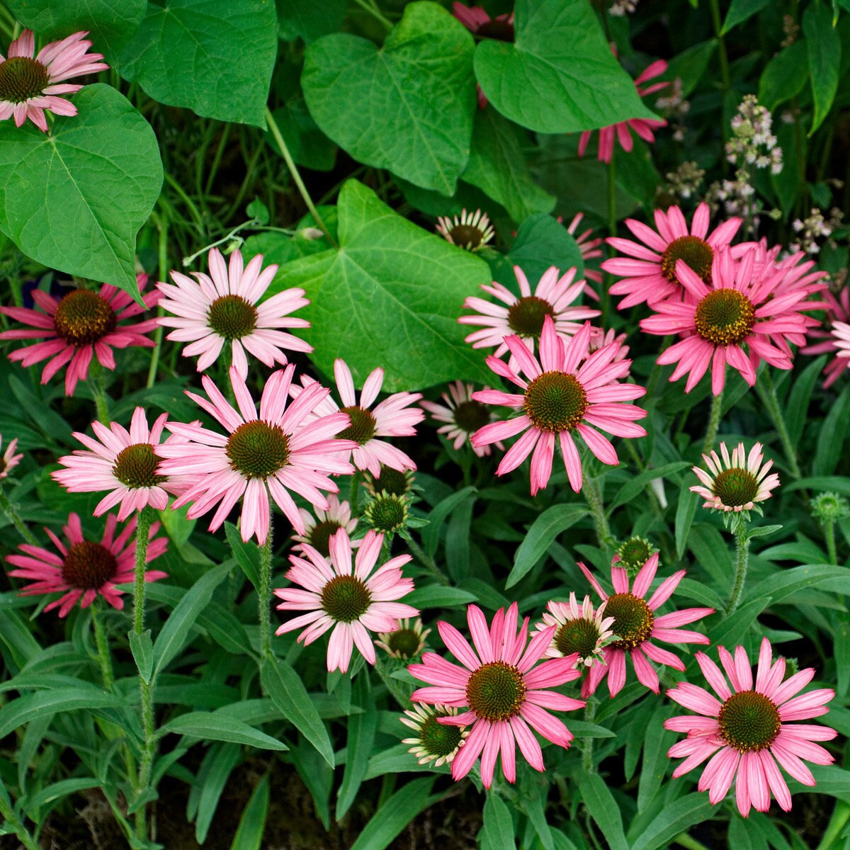 Echinacea X Pixie Meadowbrite Coneflower | SiteOne