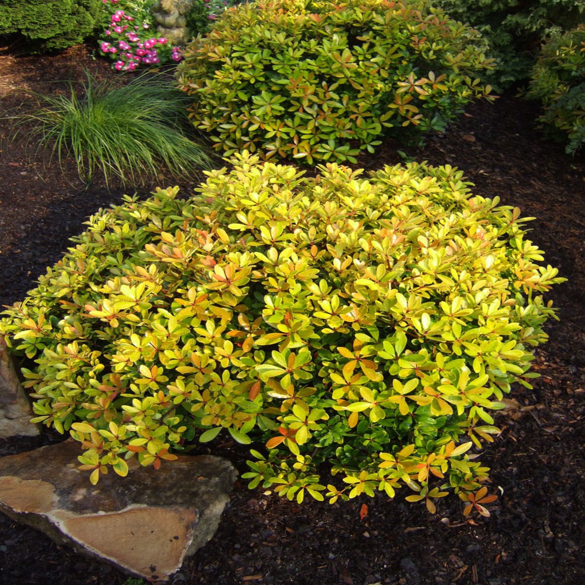 Ternstroemia Gymnanthera HOHB Hunny Bun Cleyera | SiteOne