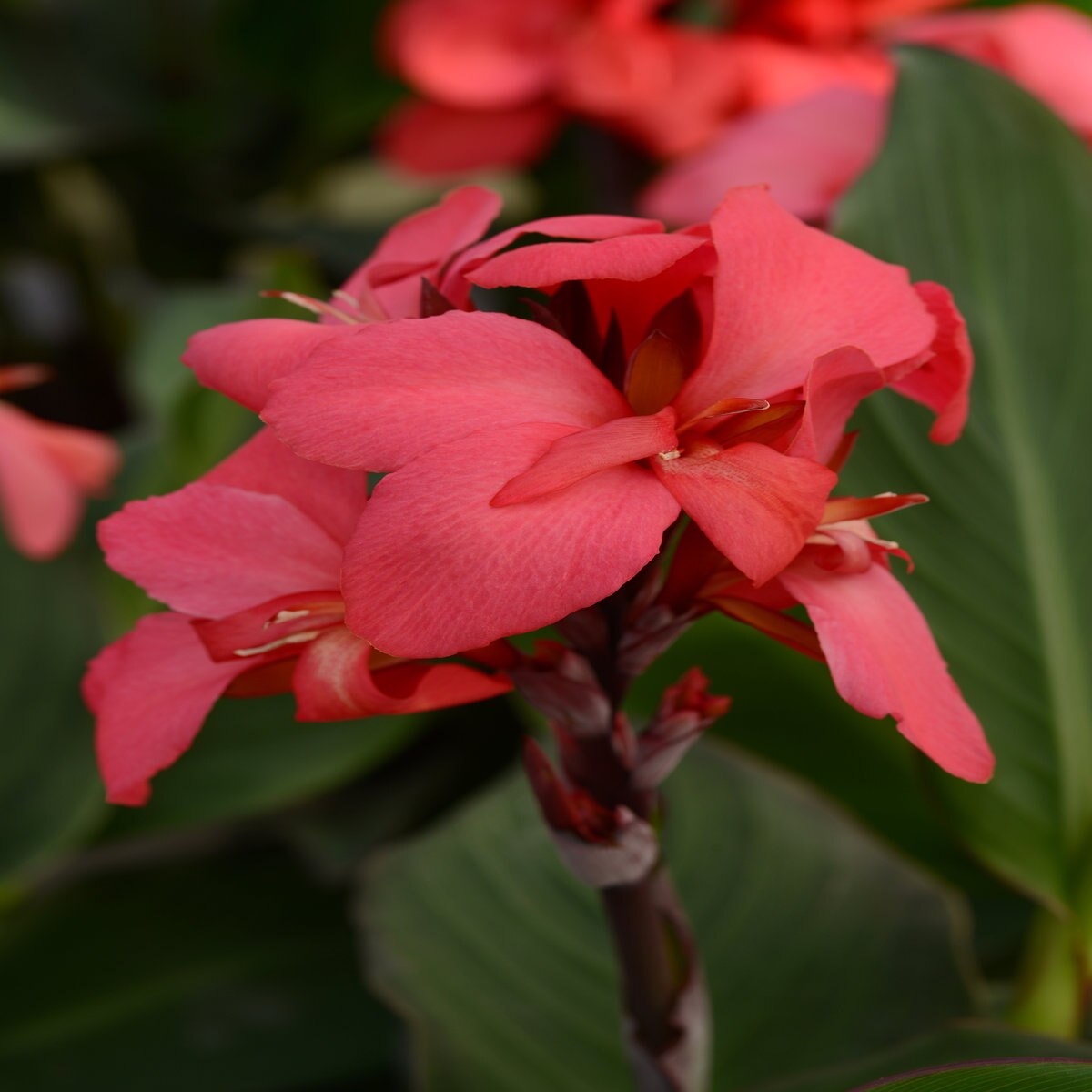 Canna X Generalis Cannova Rose Canna Lily | SiteOne