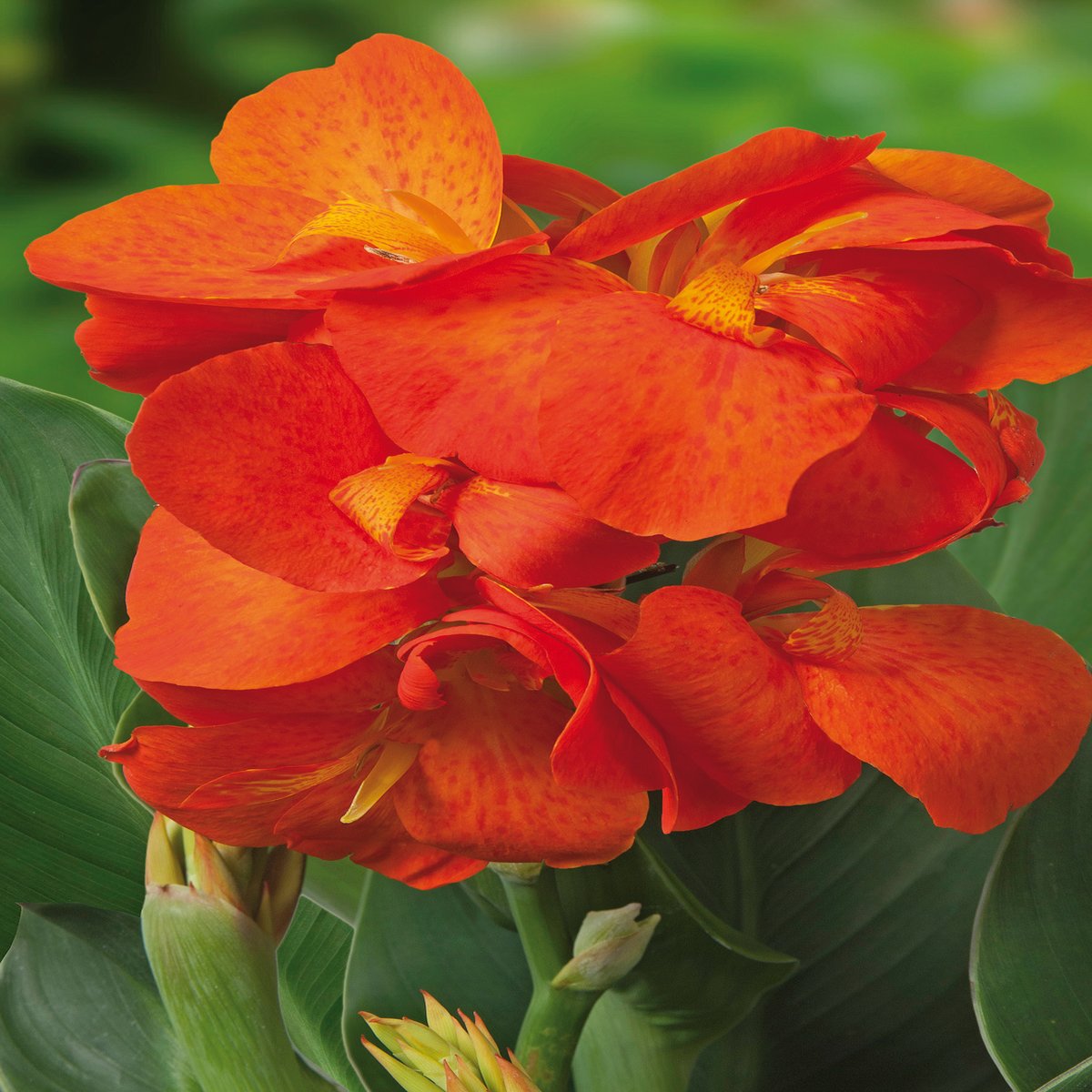 Canna X Generalis CannaSol Happy Cleo Canna Lily | SiteOne