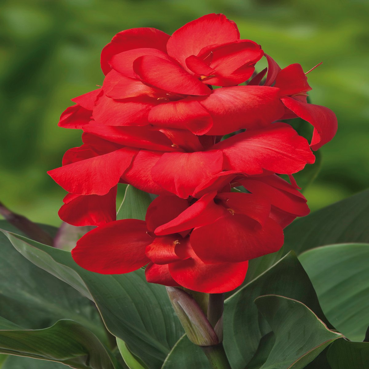 Canna X Generalis CannaSol Happy Carmen Canna Lily | SiteOne