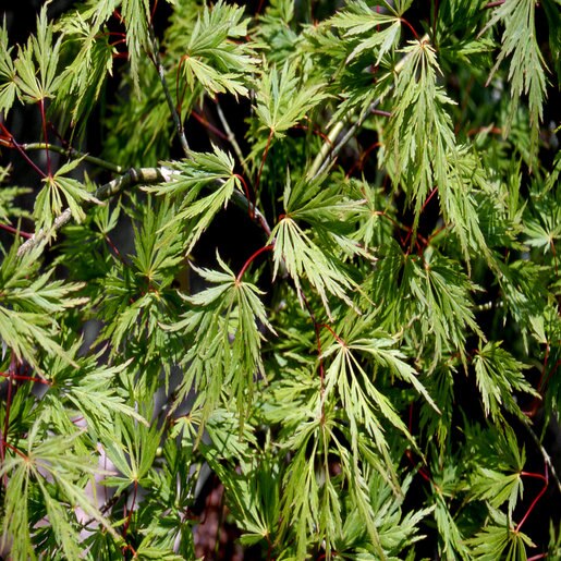 Acer Palmatum Sekimori Weeping Japanese Maple | SiteOne