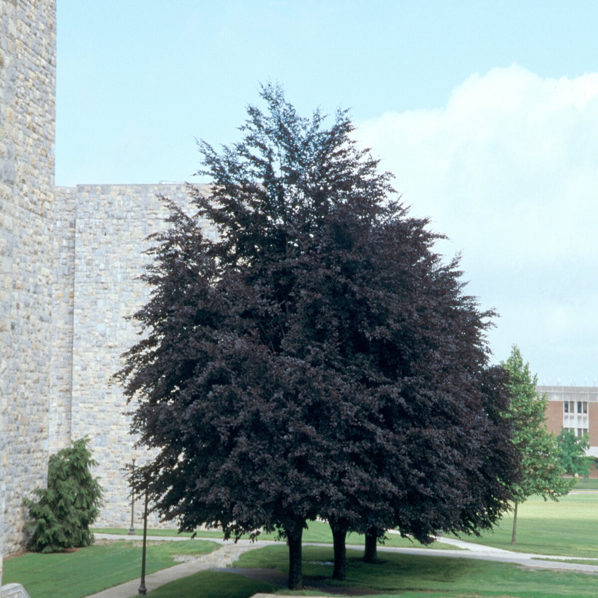 Fagus Sylvatica Atropunicea Purple European Beech | SiteOne
