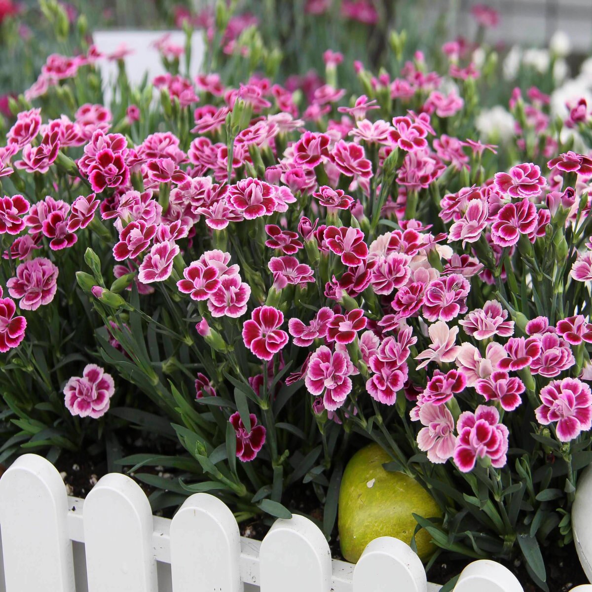 Dianthus Caryophyllus Pink Kisses Carnation | SiteOne