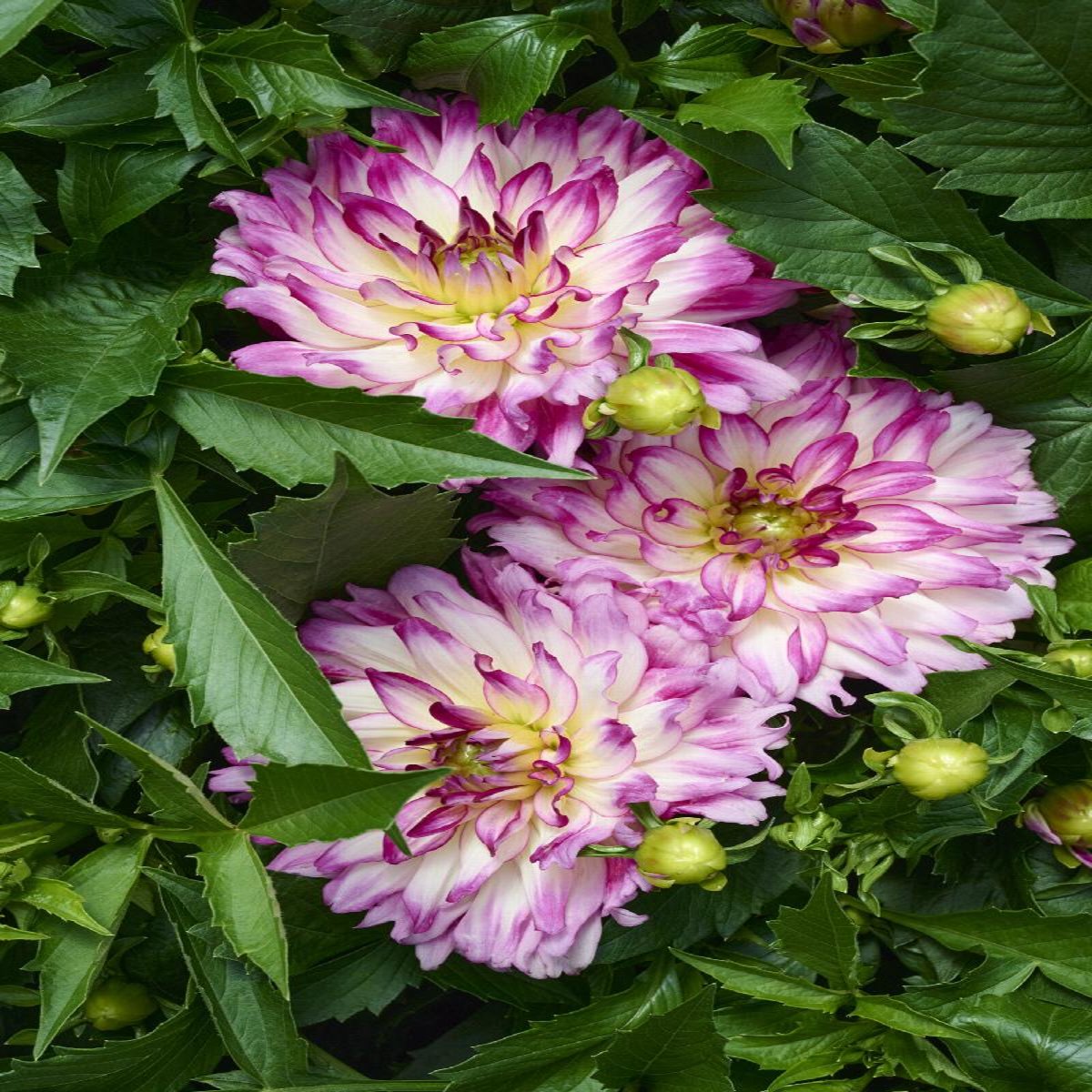 Dahlia Pinnata Labella Maggiore Rose Bicolor Dahlia | SiteOne