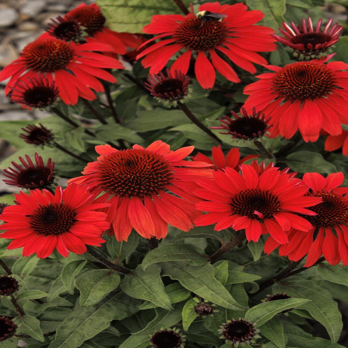 Echinacea X Panama Red Coneflower | SiteOne