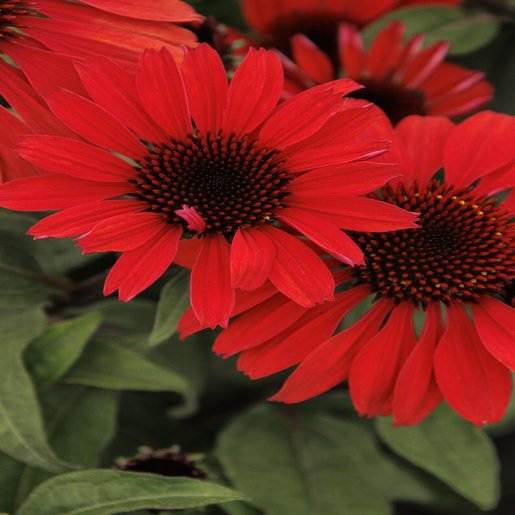 Echinacea X Panama Red Coneflower | SiteOne