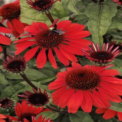 Echinacea X Panama Red Coneflower | SiteOne
