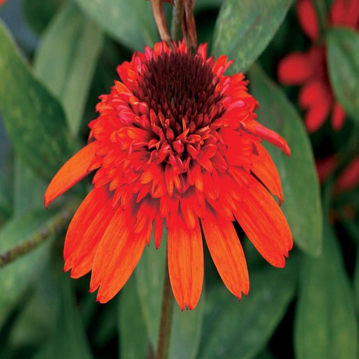 Echinacea X Moab Sunset Coneflower | SiteOne