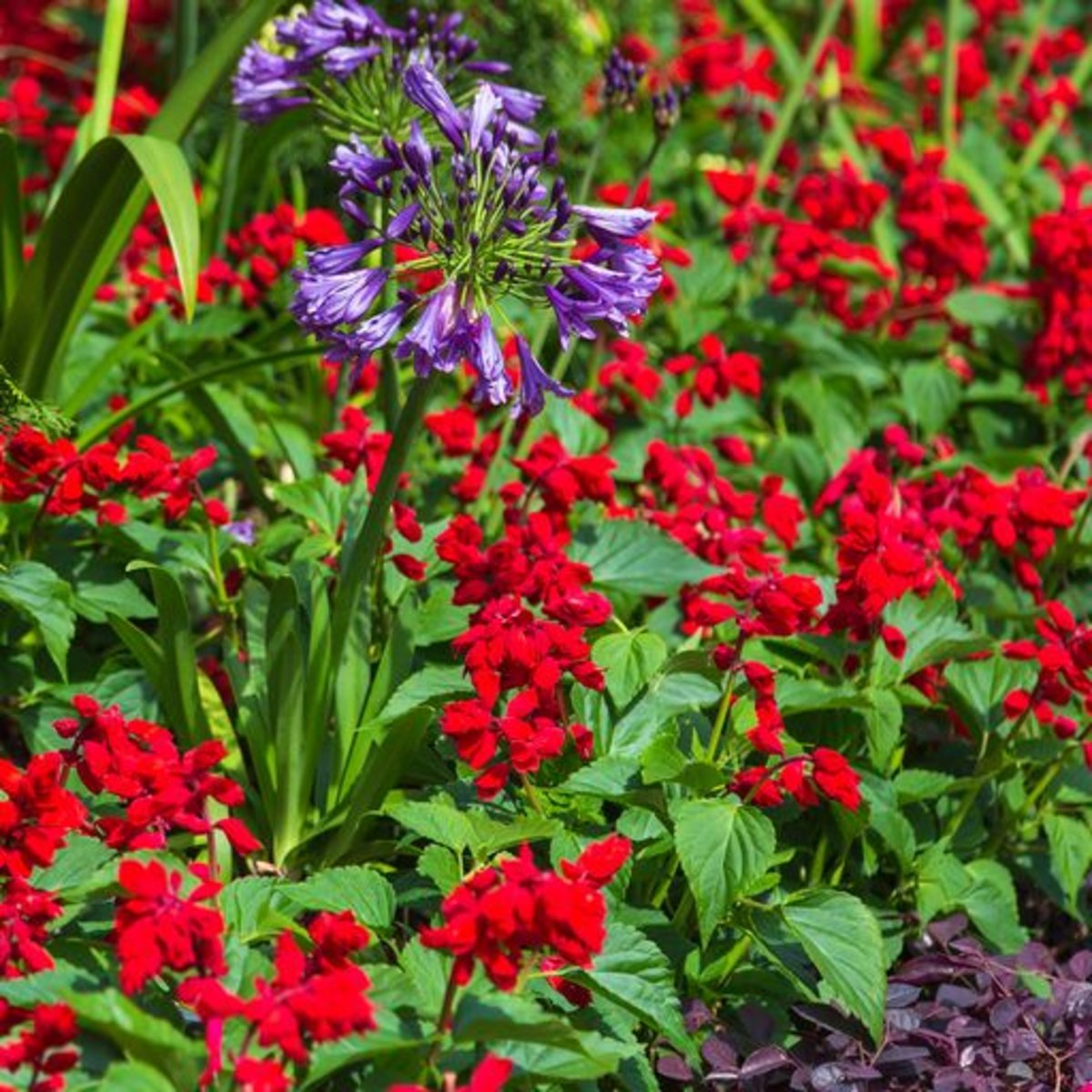 Salvia Splendens Saucy Red Scarlet Sage | SiteOne