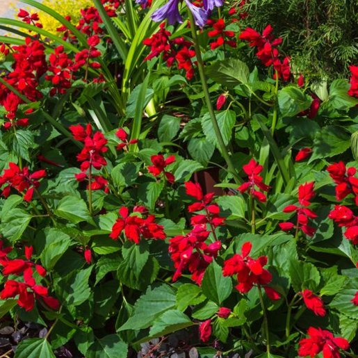 Salvia Splendens Saucy Red Scarlet Sage | SiteOne