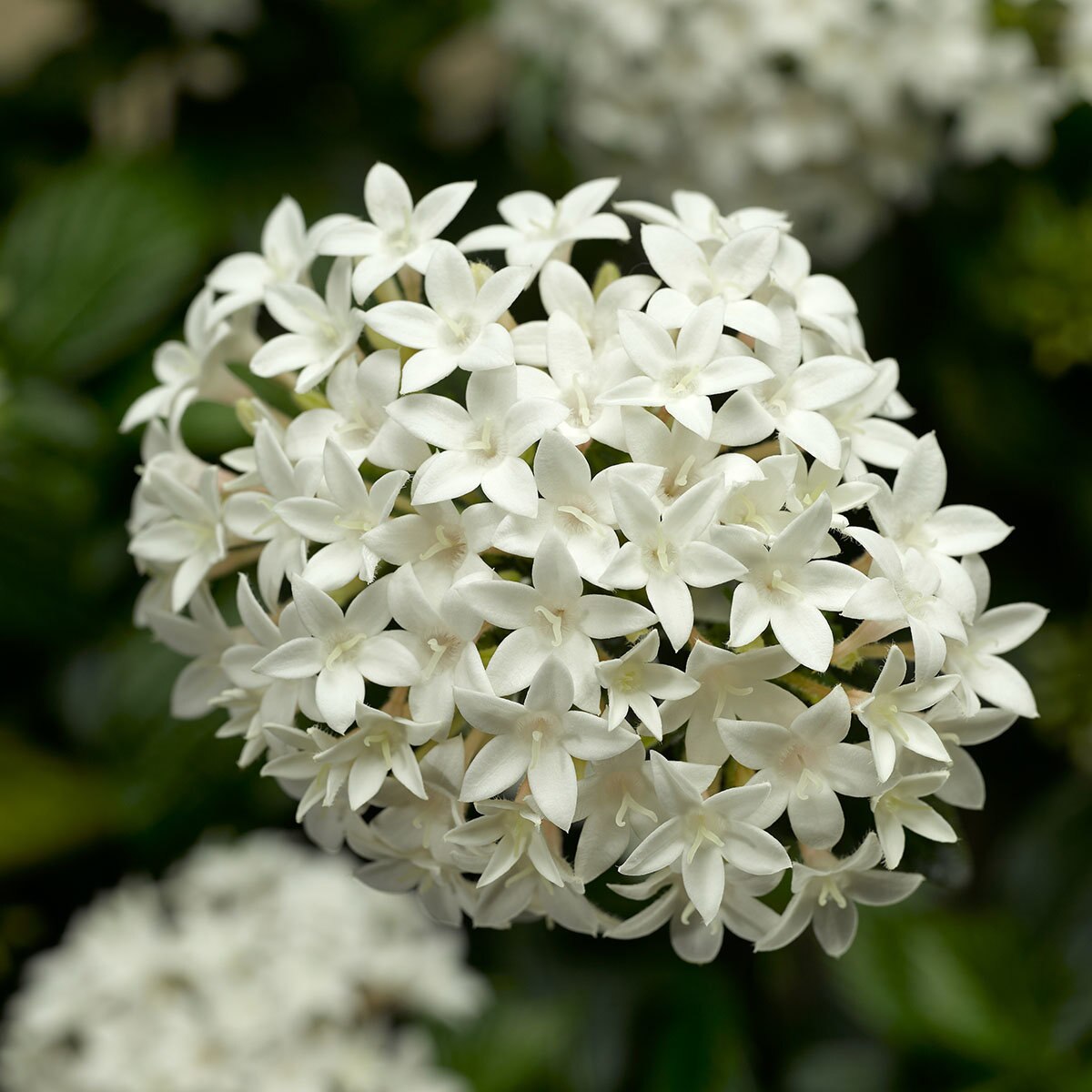 Pentas Lanceolata HoneyCluster White Egyptian Star Flow | SiteOne