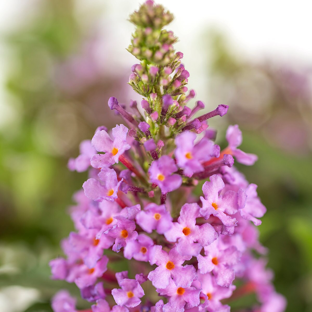 Buddelia X Baby Buzz Candy Pink Butterfly Bush | SiteOne